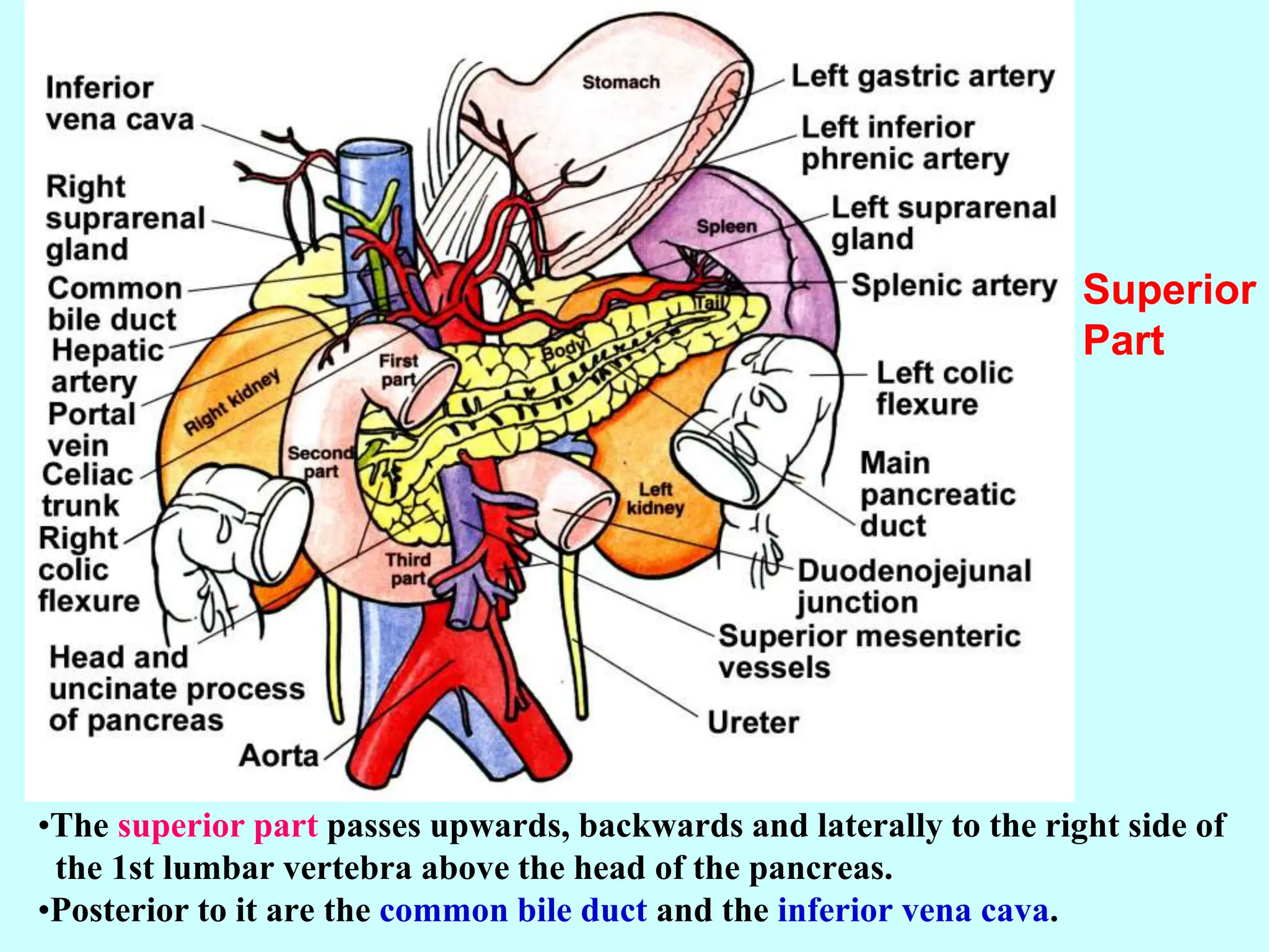 digestive 3.pptxpfanatomy small intestine and | PPTX