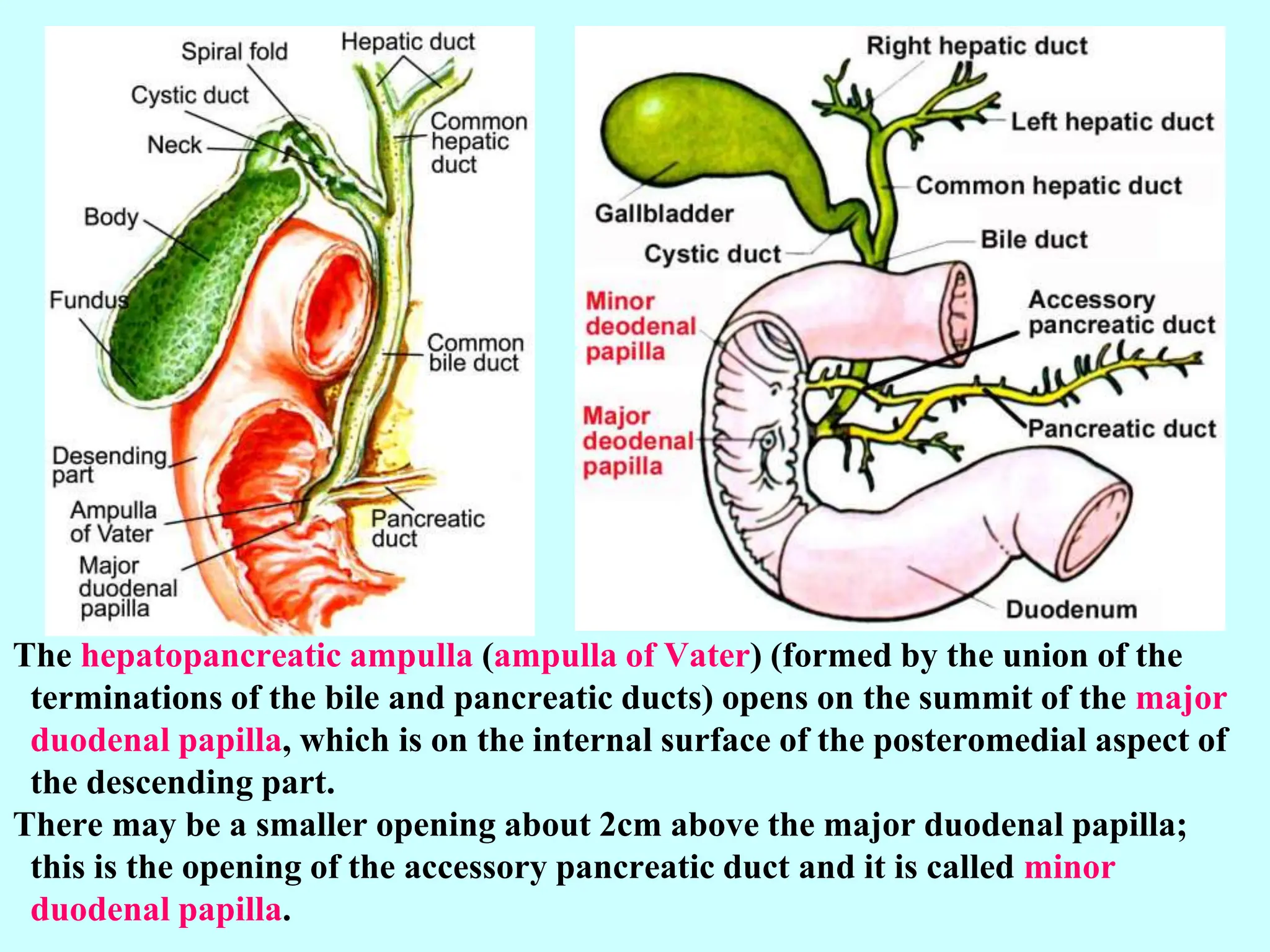 digestive 3.pptxpfanatomy small intestine and | PPT