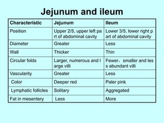 digestive 3.pptxpfanatomy small intestine and | PPTX