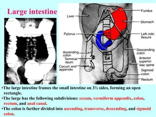 digestive 3.pptxpfanatomy small intestine and | PPTX