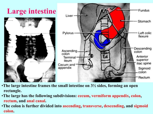 digestive 3.pptxpfanatomy small intestine and | PPT