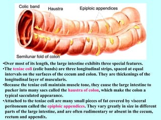 digestive 3.pptxpfanatomy small intestine and | PPTX