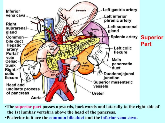 digestive 3.pptxpfanatomy small intestine and | PPT