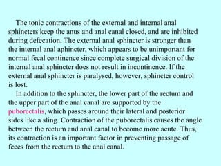 digestive 3.pptxpfanatomy small intestine and | PPTX