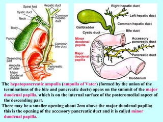 digestive 3.pptxpfanatomy small intestine and | PPTX