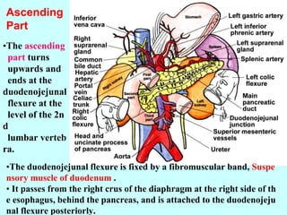 digestive 3.pptxpfanatomy small intestine and | PPTX