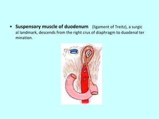 digestive 3.pptxpfanatomy small intestine and | PPTX