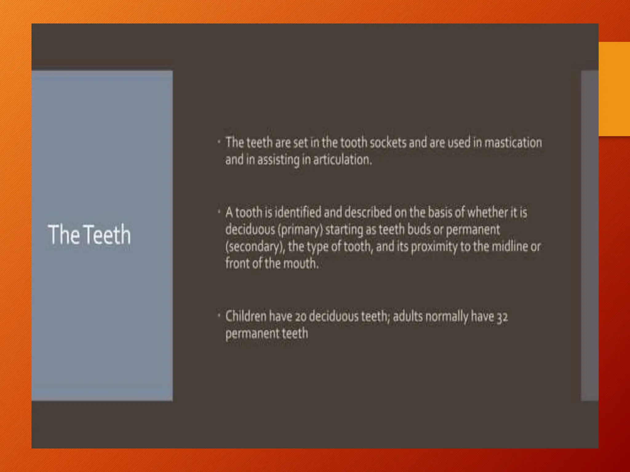 digestive anatomy anatomy.pptx The human digestive system consists of ...