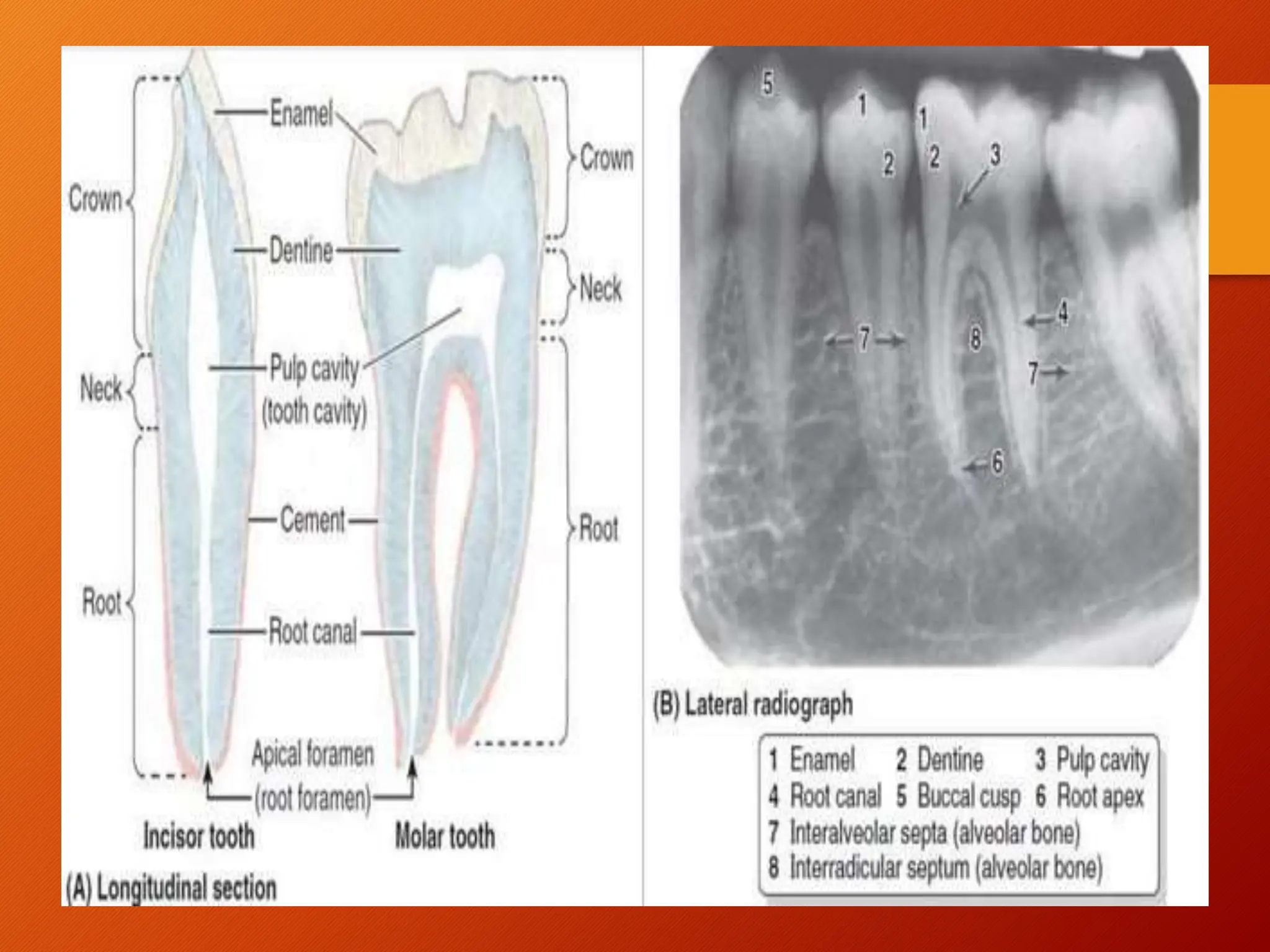 digestive anatomy anatomy.pptx The human digestive system consists of ...
