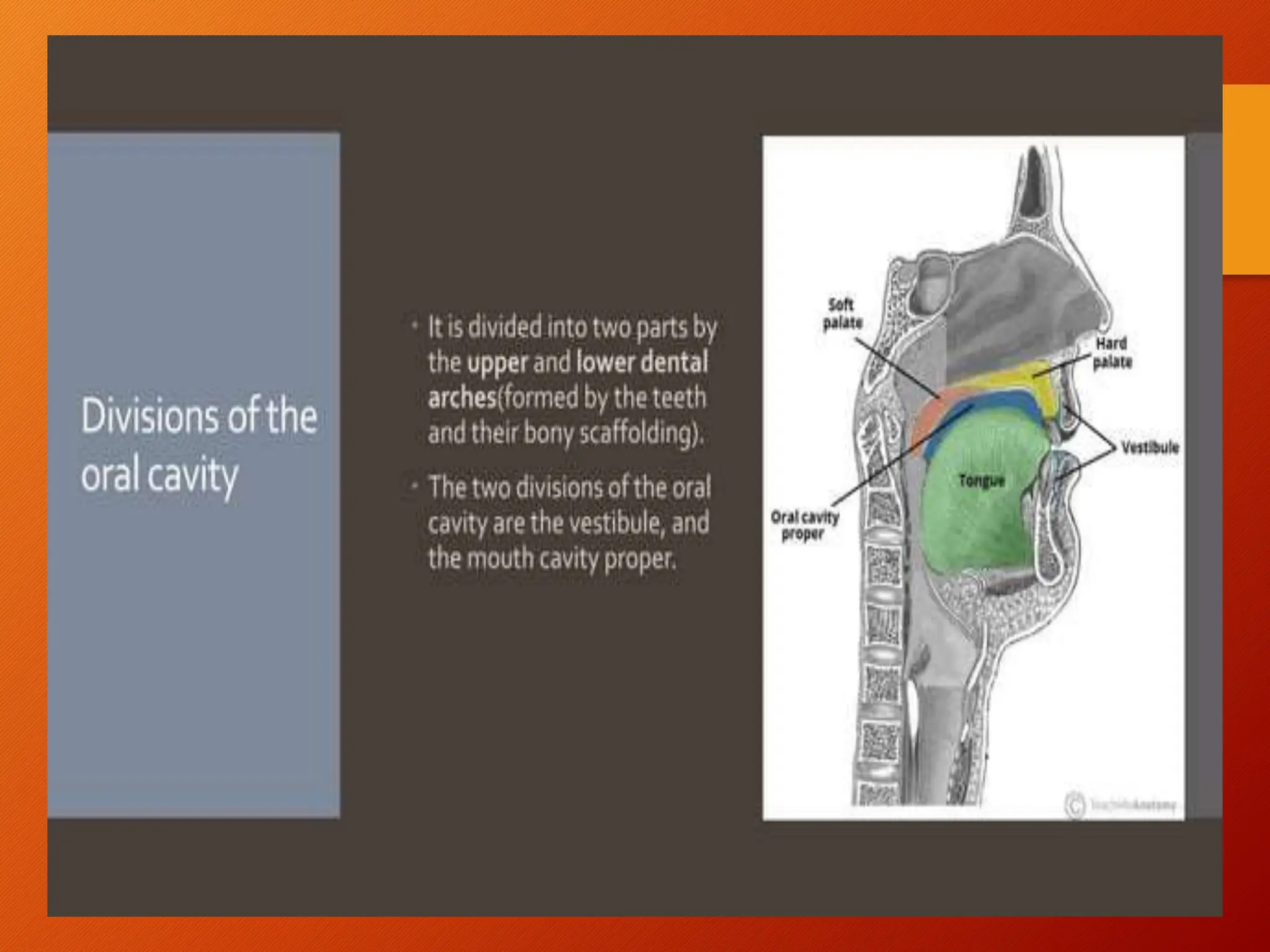 digestive anatomy anatomy.pptx The human digestive system consists of ...