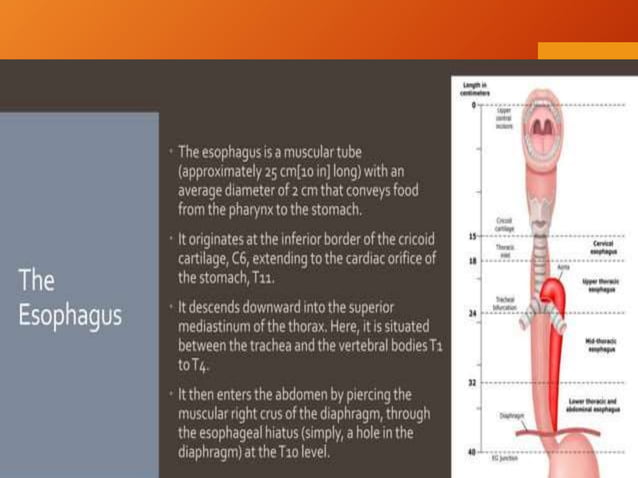 digestive anatomy anatomy.pptx The human digestive system consists of ...