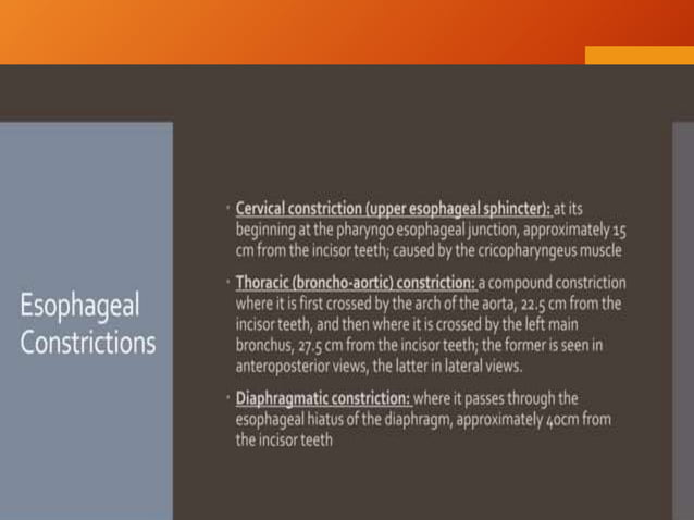 digestive anatomy anatomy.pptx The human digestive system consists of ...
