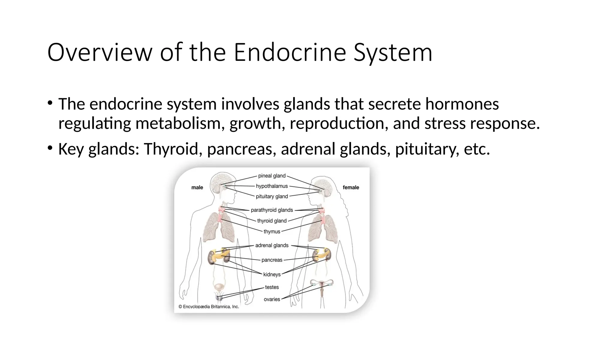 Digestive and Endocrine Systems in Geriatric Patients.pptx