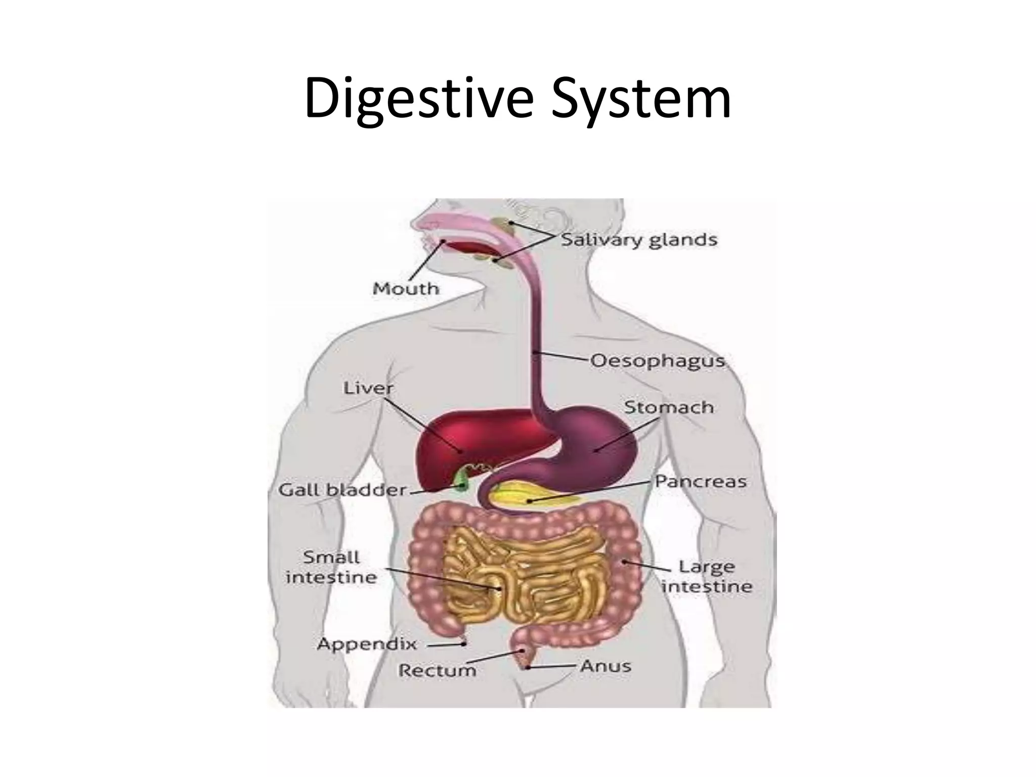 Digestive and excreatory system | PPTX