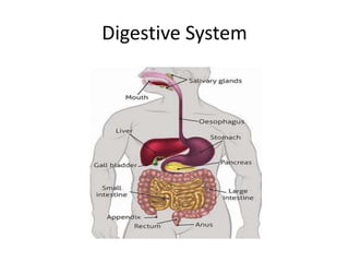 Digestive and excreatory system | PPTX