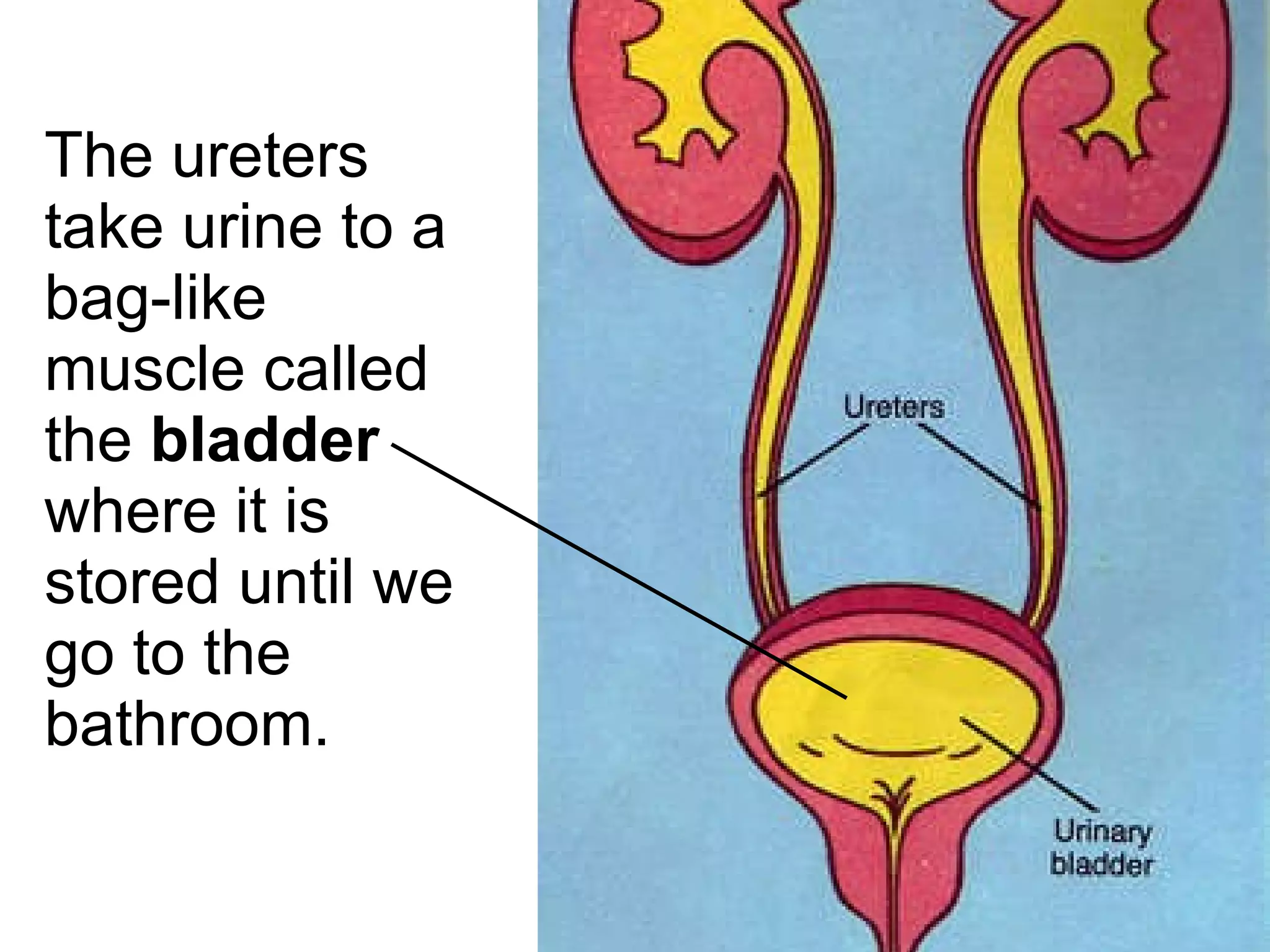 Digestive and excretory systems | PPT