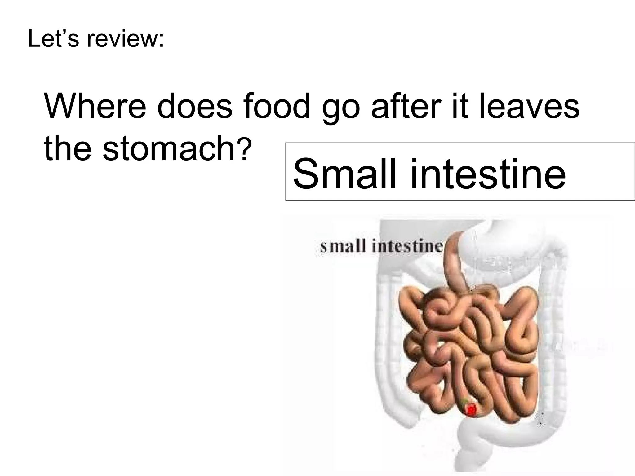 Digestive and excretory systems | PPT