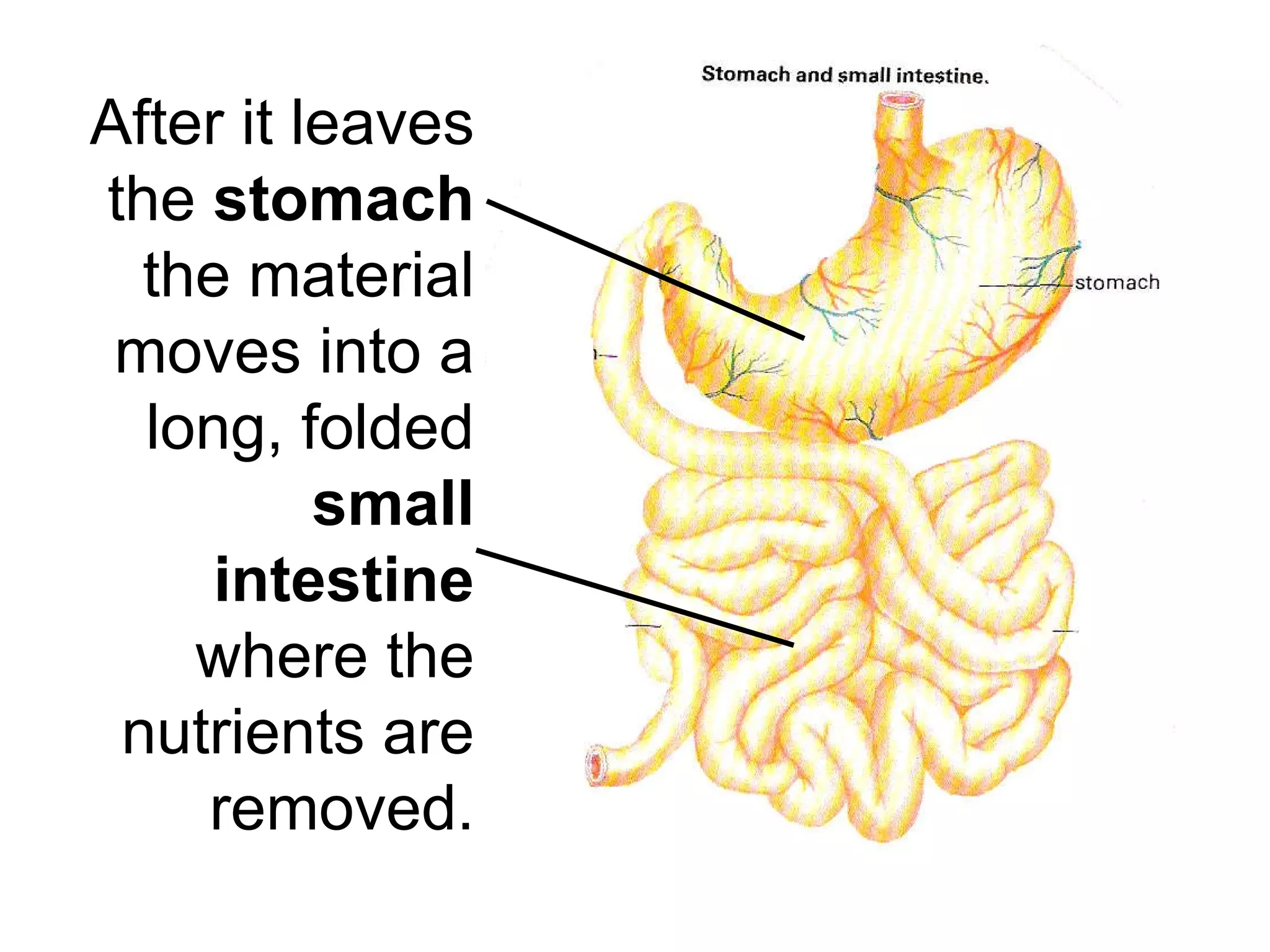 Digestive and excretory systems | PPT