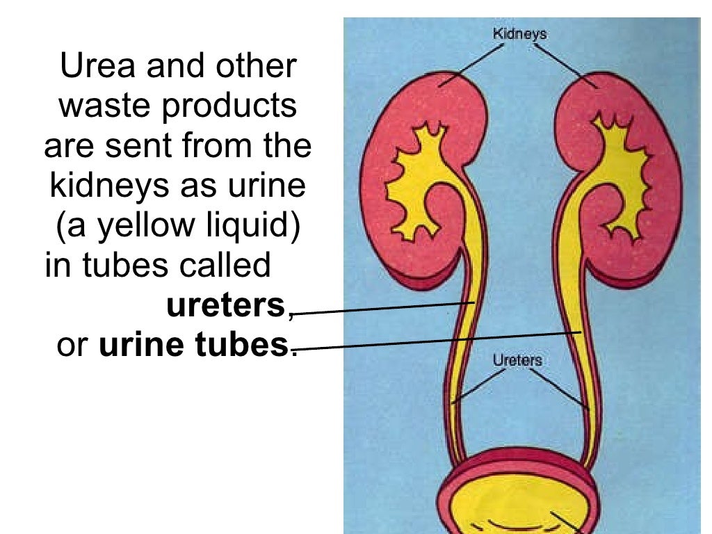 Excretory System