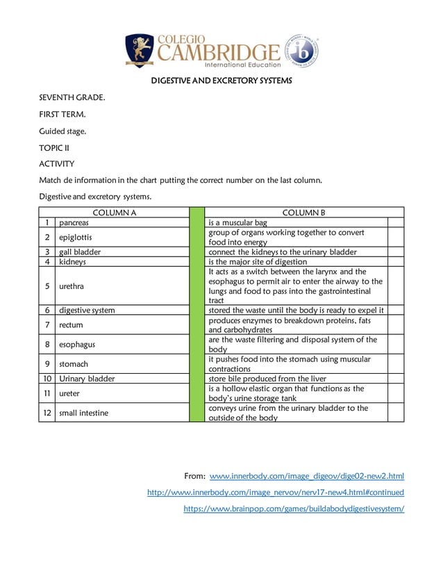 Digestive and excretory systems match activity | PDF