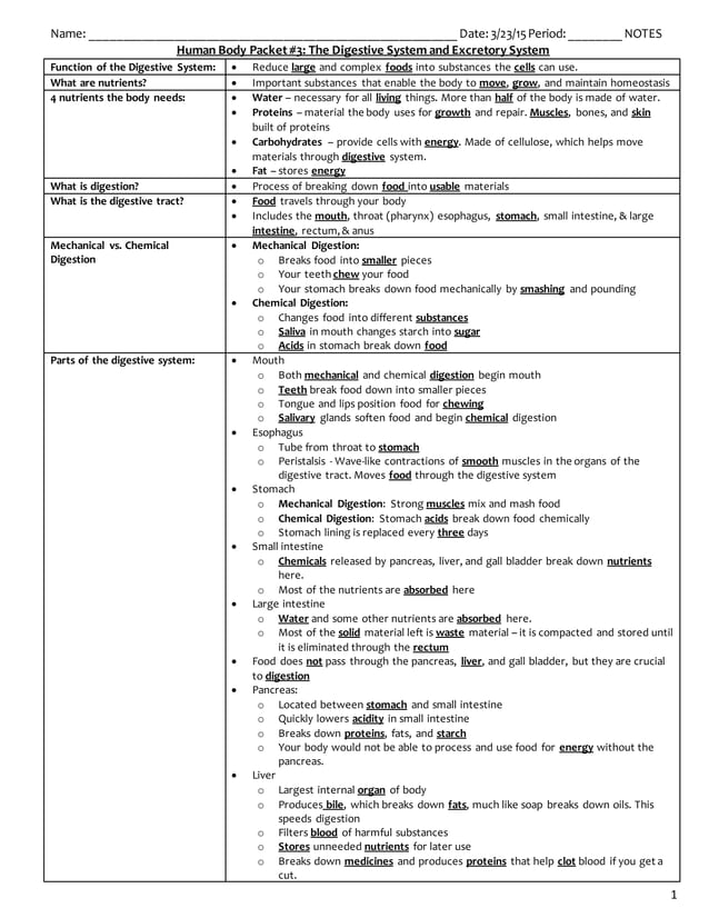 Digestive and excretory_systems_notes_key | PDF