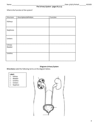 Digestive and excretory_systems_notes_key | PDF