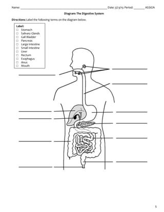Digestive and excretory_systems_notes_key | PDF