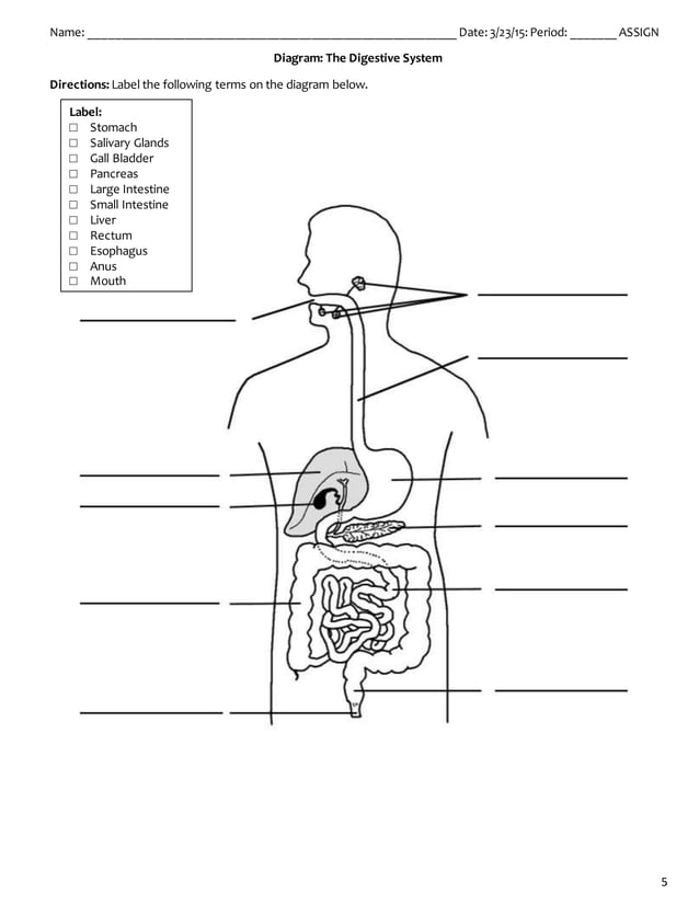 Digestive and excretory_systems_notes_key | PDF
