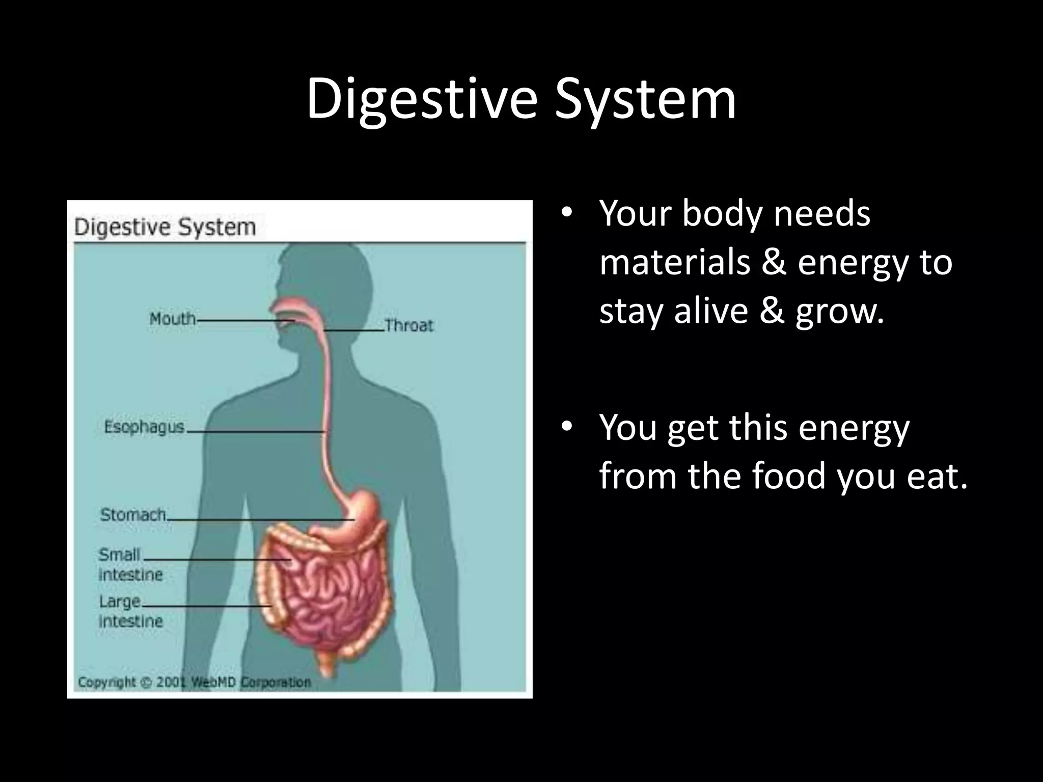 Digestive and nervous system | PPTX