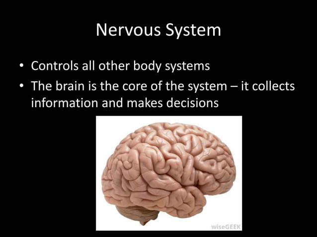 Digestive and nervous system | PPTX