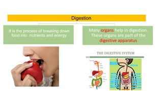 Digestive apparatus | PPT