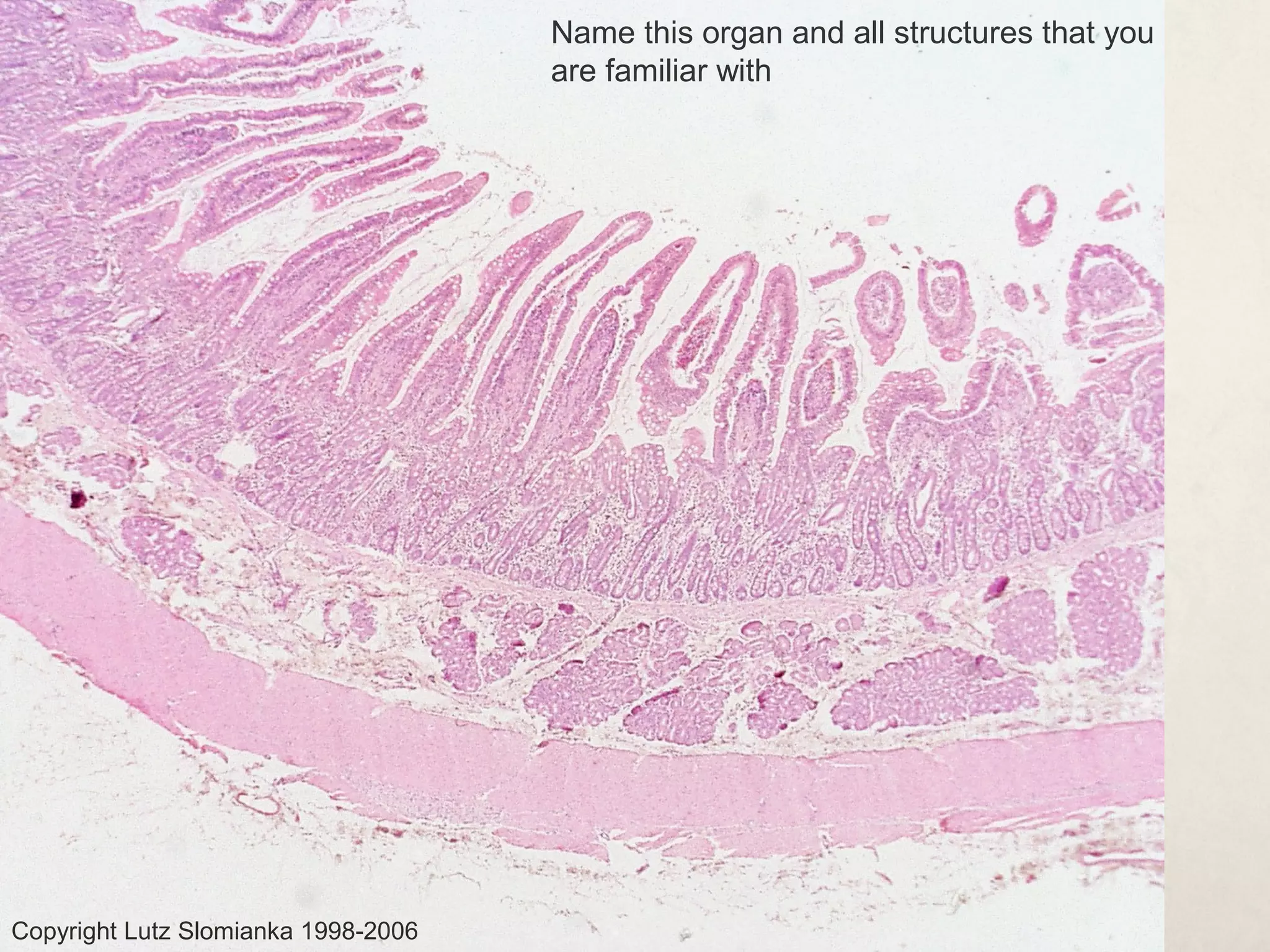 Digestive System Histology | PPT
