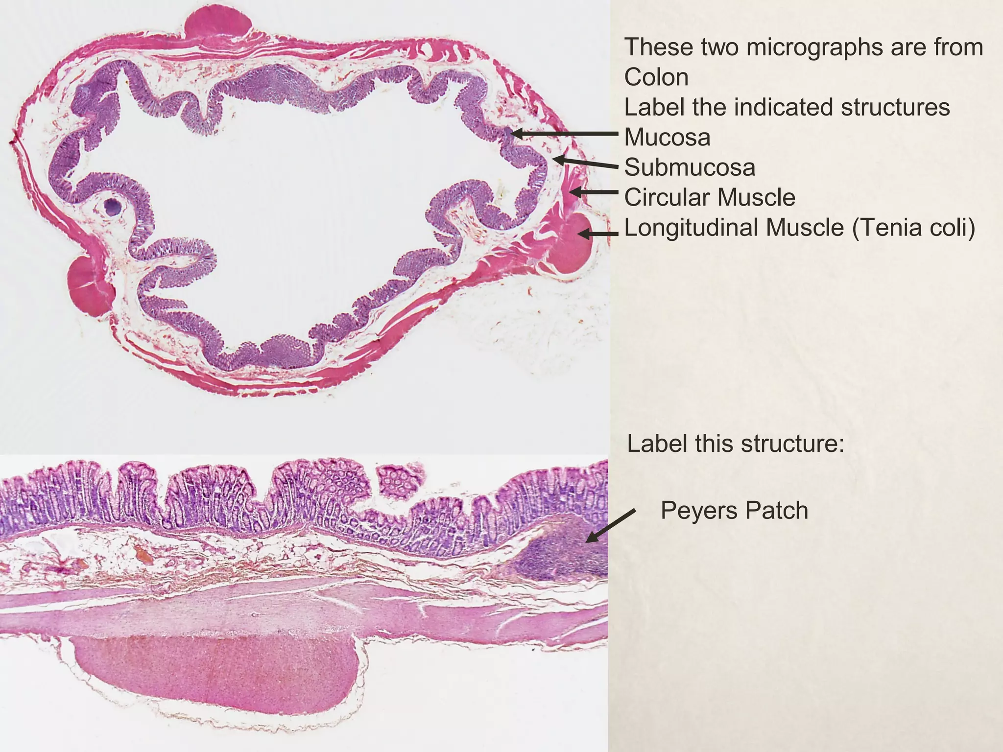 Digestive System Histology | PPT