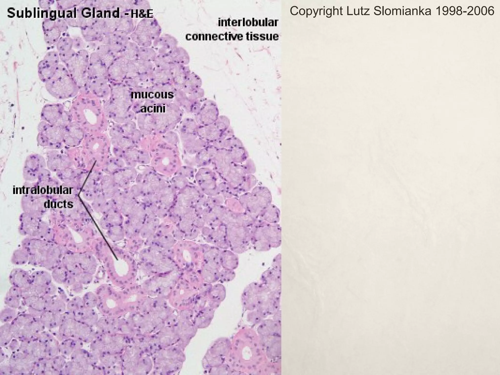 Digestive System Histology | PPT