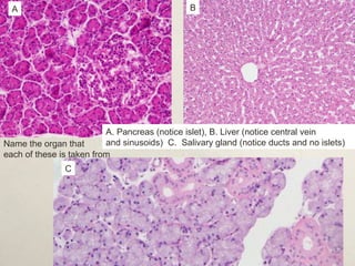 Digestive System Histology | PPT