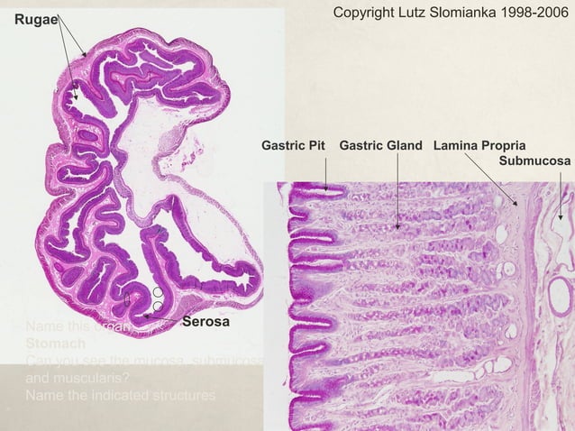 Digestive System Histology | PPT