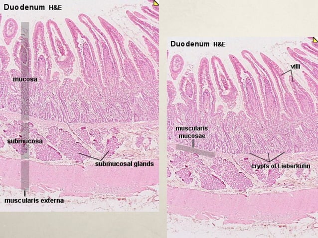Digestive System Histology | PPT
