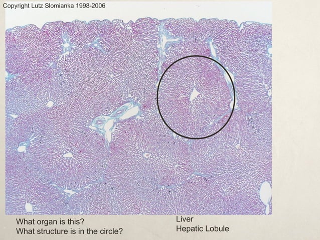 Digestive System Histology | PPT