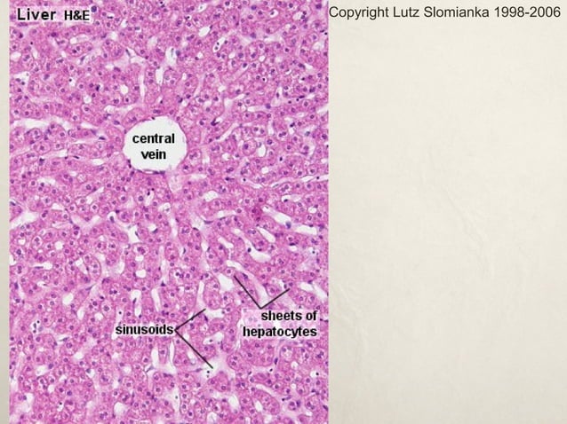 Digestive System Histology | PPT