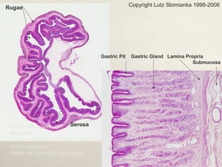 Stomach Histology Rugae