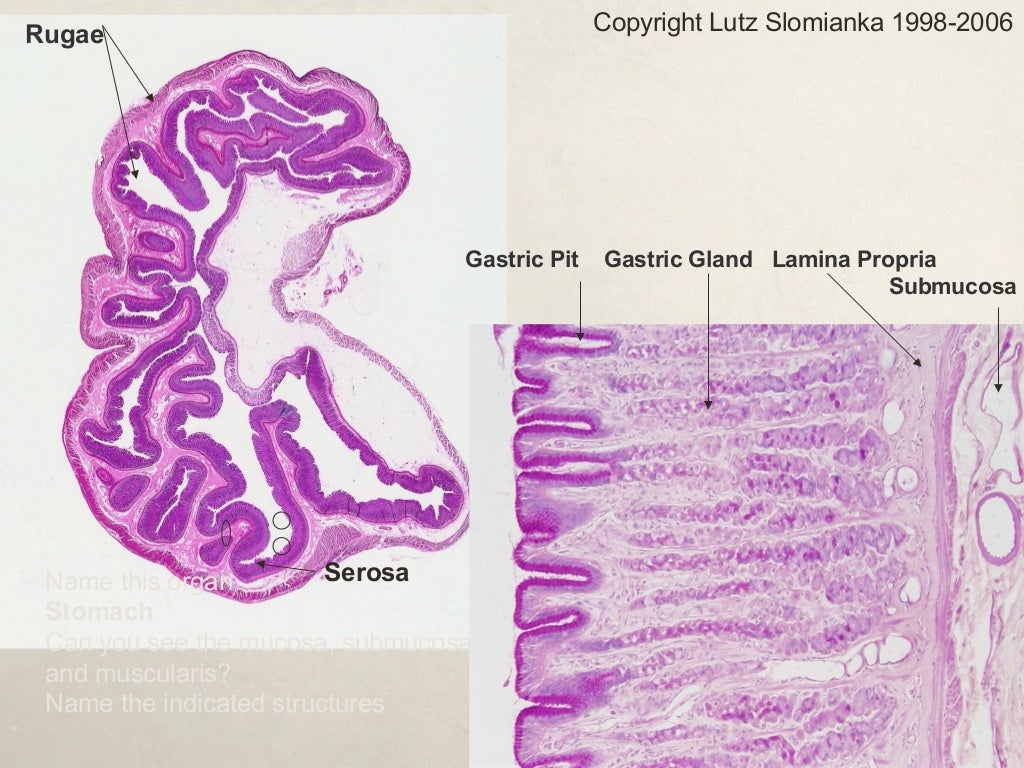 Digestive System Histology