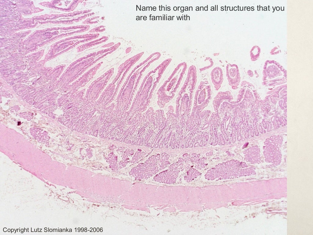 Digestive System Histology