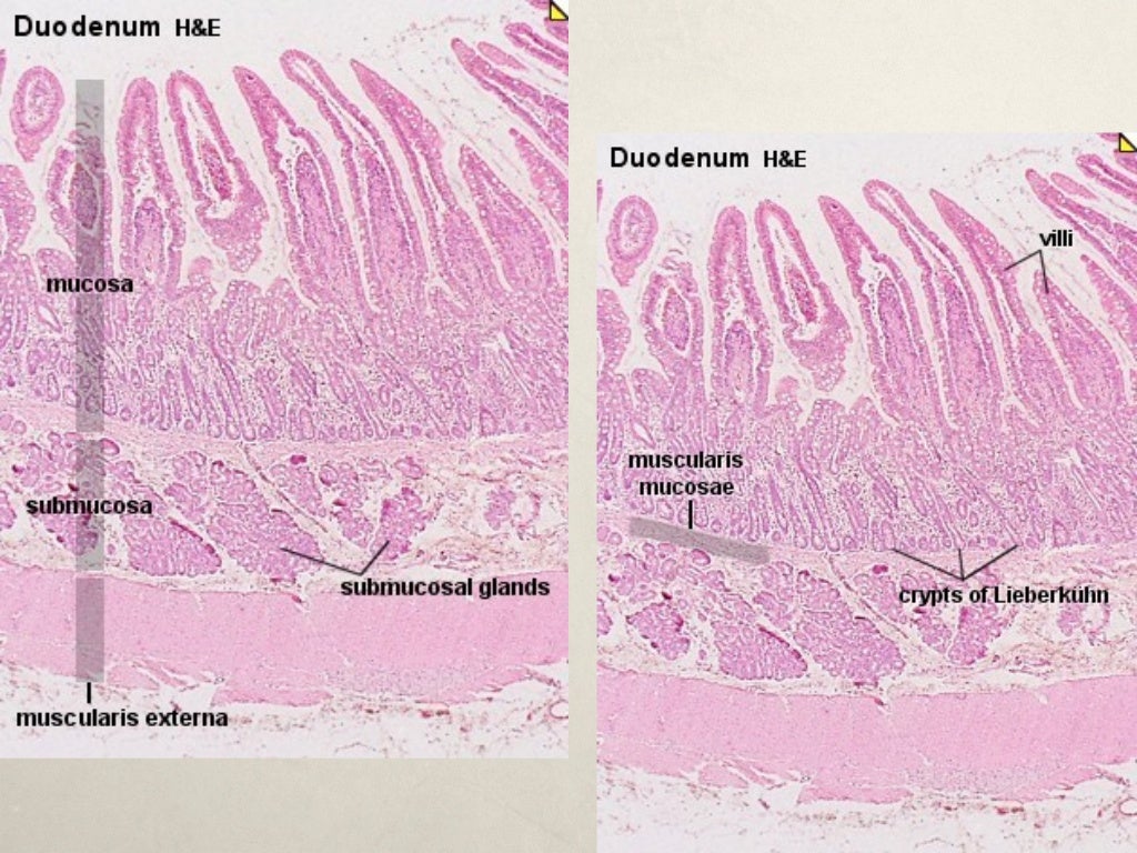 Digestive System Histology