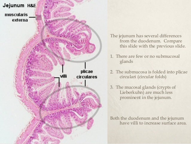 Digestive System Histology