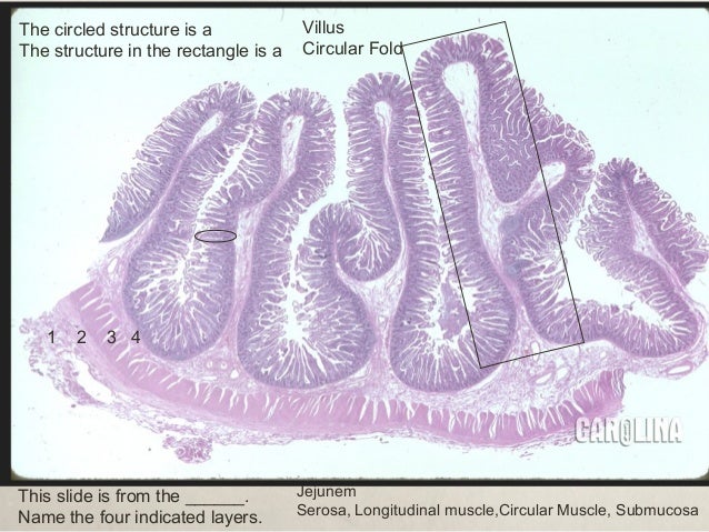 Digestive System Histology
