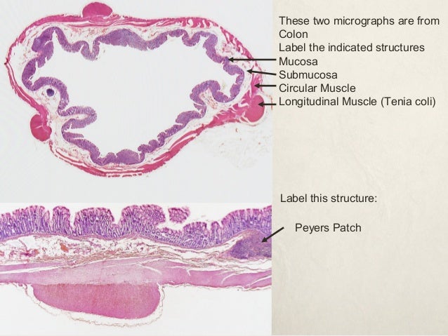 Digestive System Histology