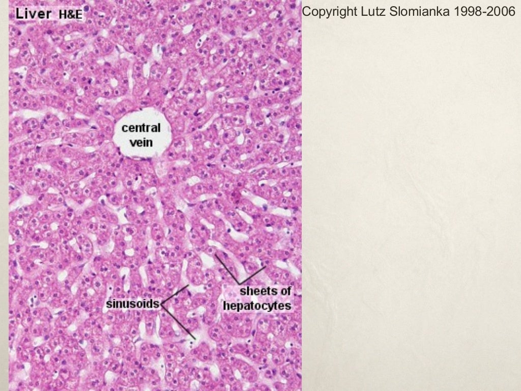 Digestive System Histology