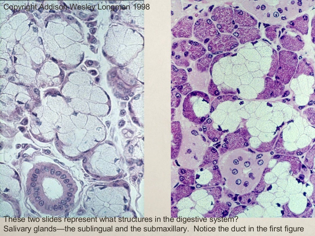 Digestive System Histology