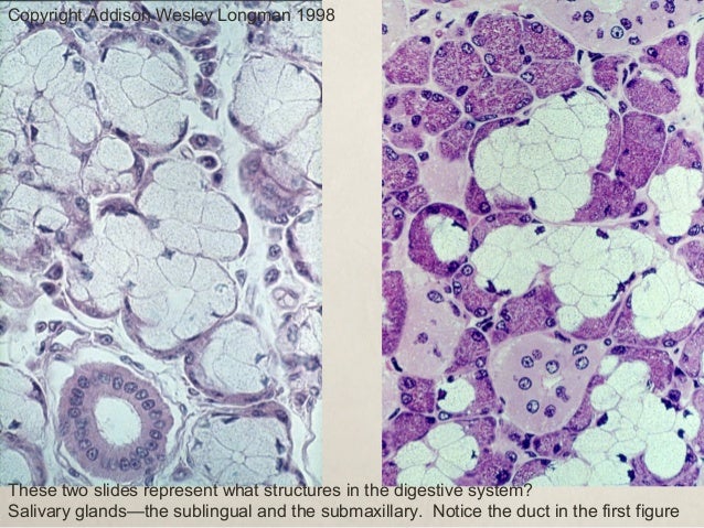 Digestive System Histology
