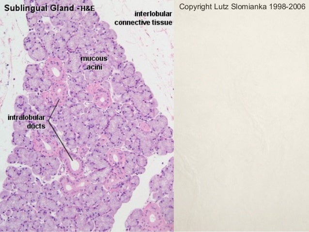 Digestive System Histology